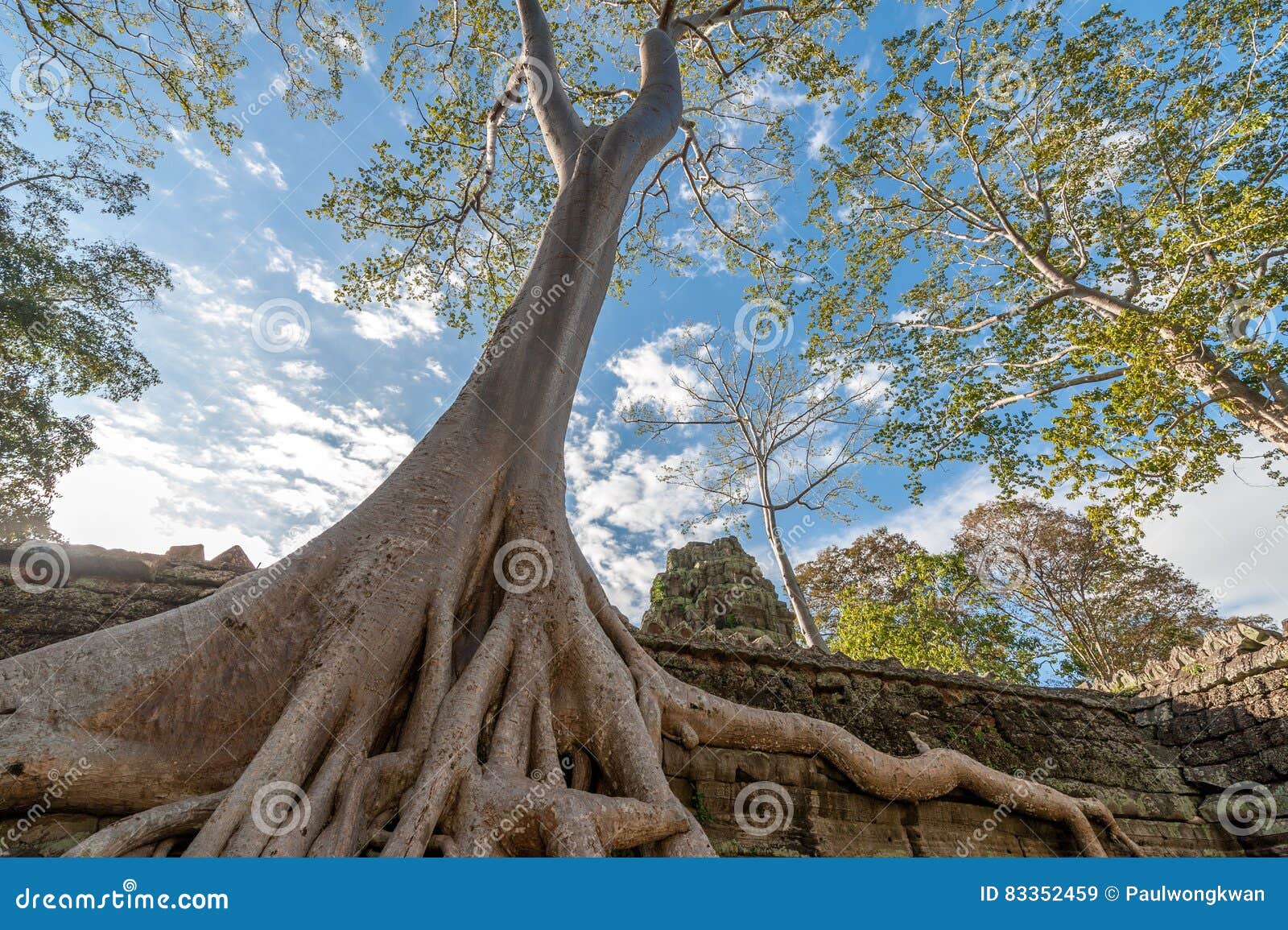 Tree and ruin stock image. Image of famous, reap, giant - 83352459