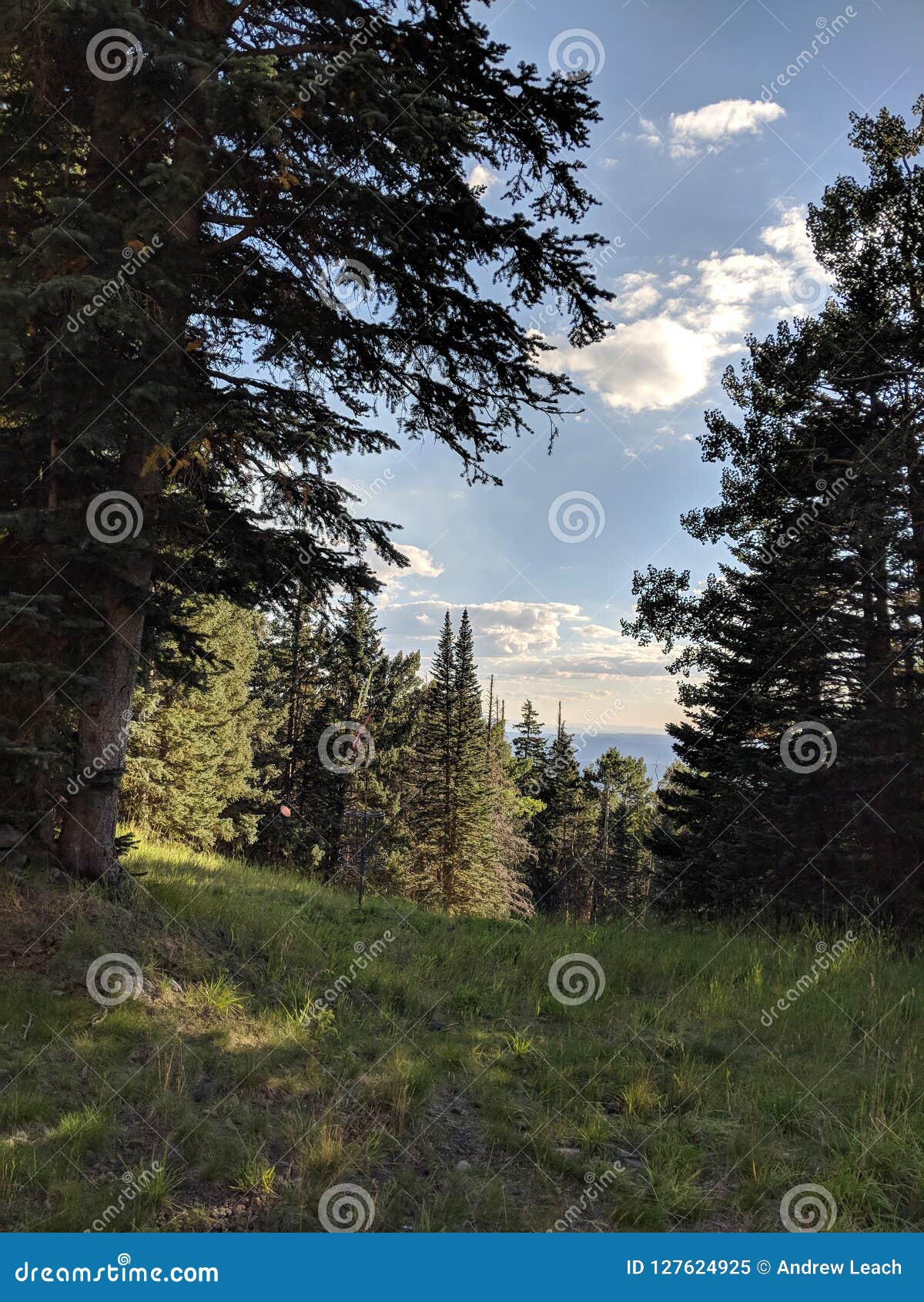Tree run stock image. Image of tree, forest, summer - 127624925