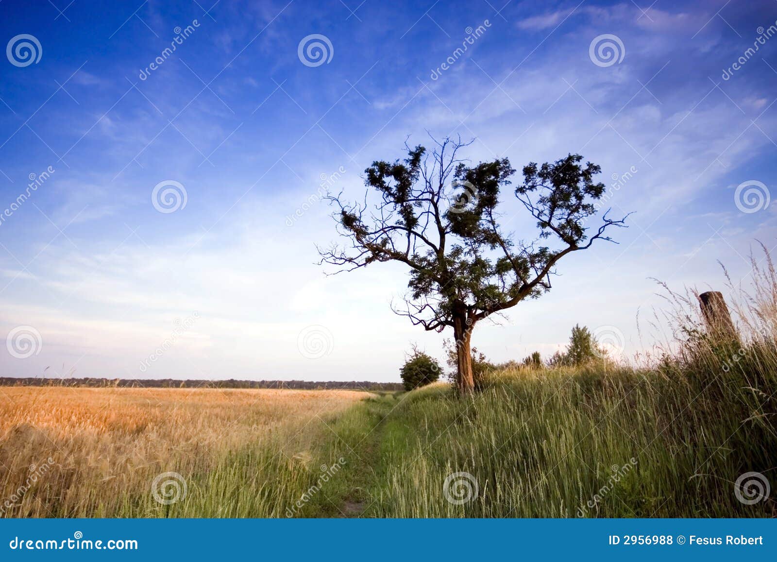 Tree In The Rural Picture. Image: 2956988