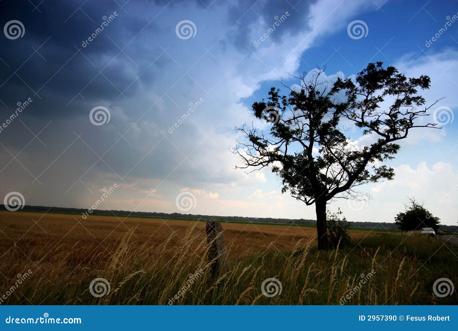Tree in the rural stock photo. Image of landscape, wheat - 2957390