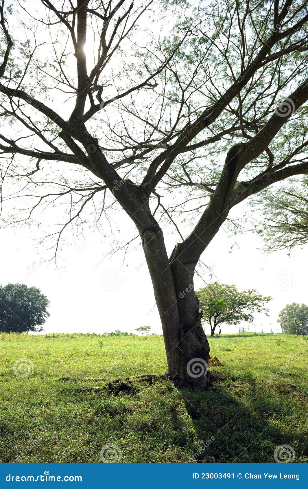 Tree in rural area stock image. Image of leaf, lone, rural - 23003491
