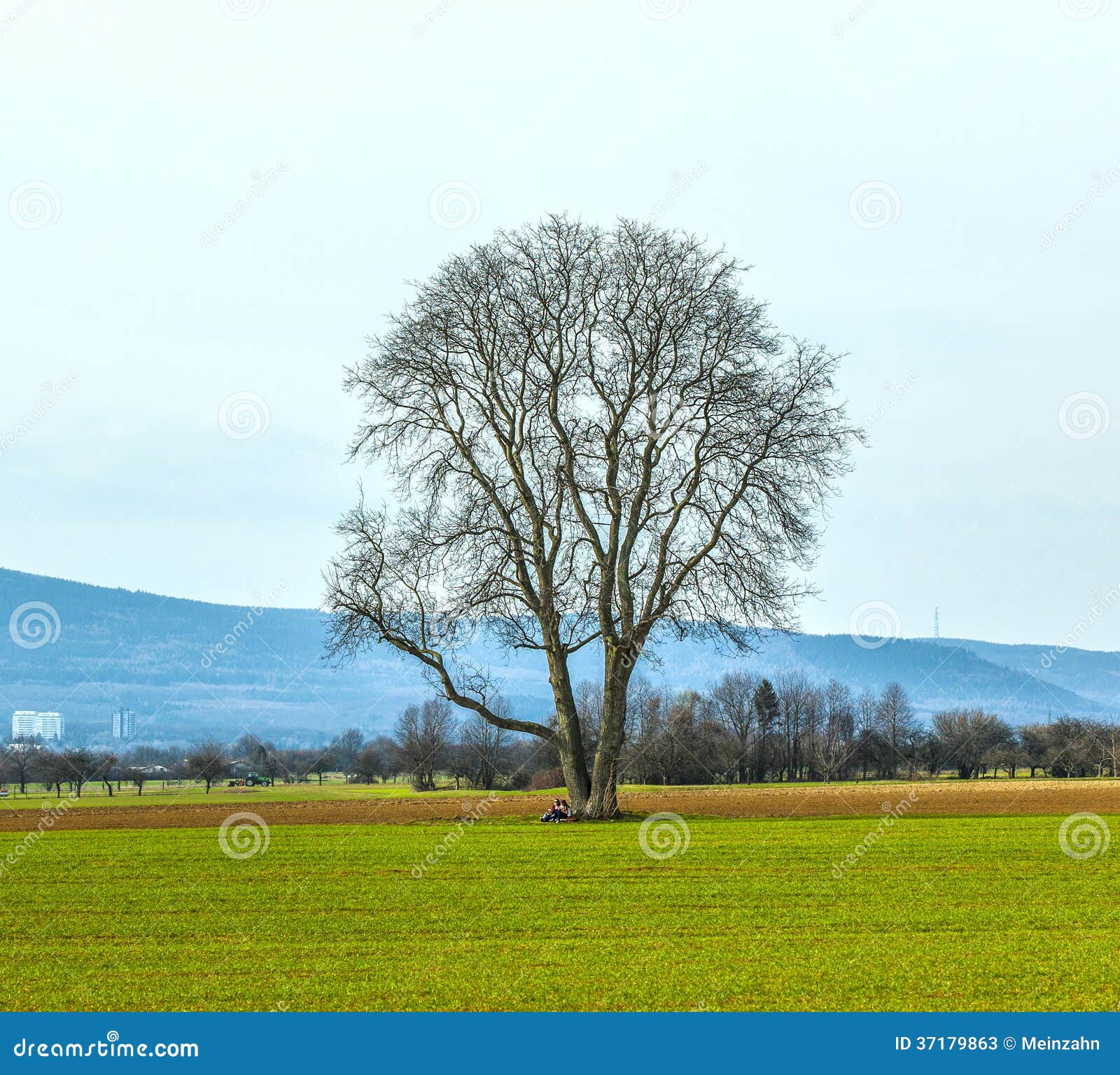Tree in rural area stock image. Image of acre, brown - 37179863