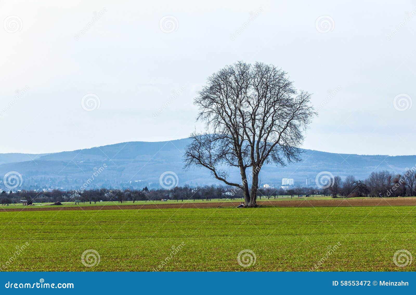 Tree in rural area stock photo. Image of germany, country - 58553472