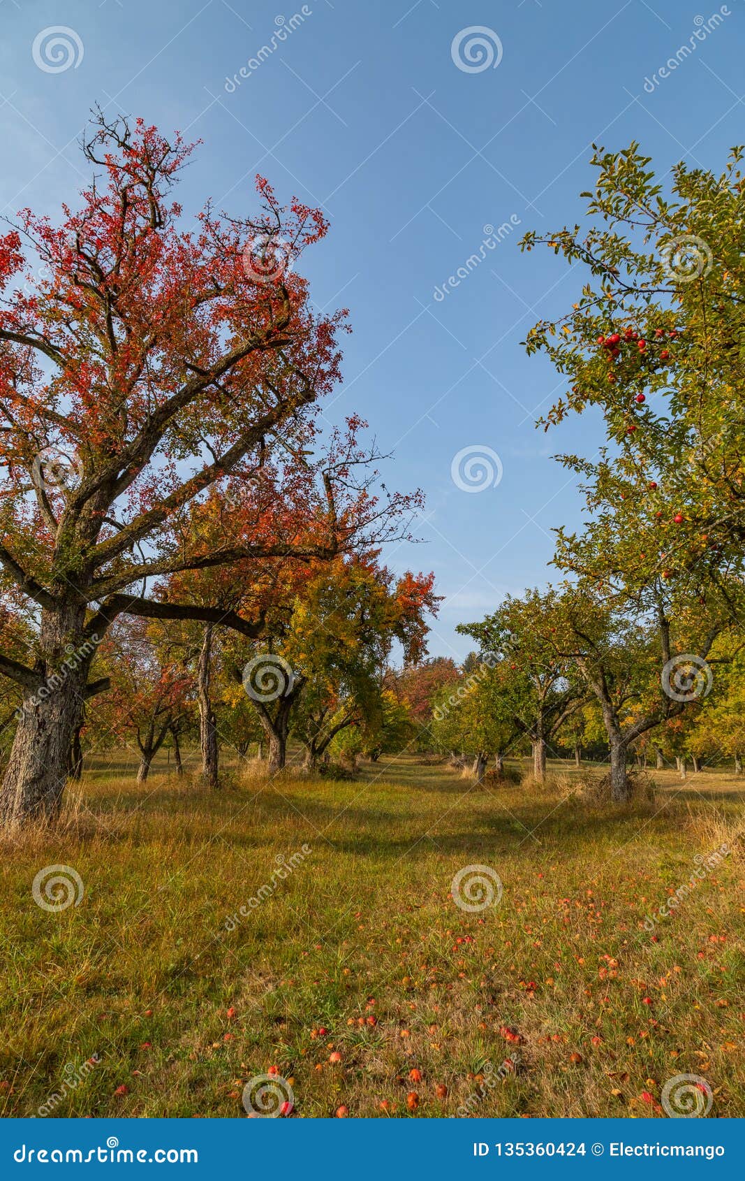 Tree in Rural Landscape in Autumn Stock Photo - Image of field ...