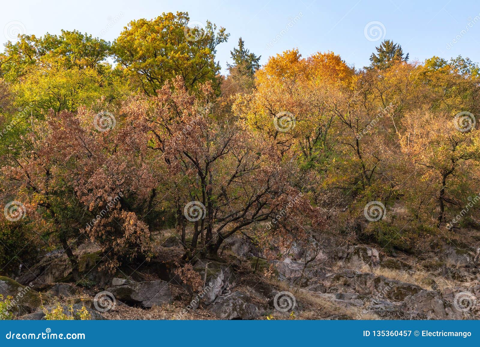 Tree in Rural Landscape in Autumn Stock Image - Image of german ...