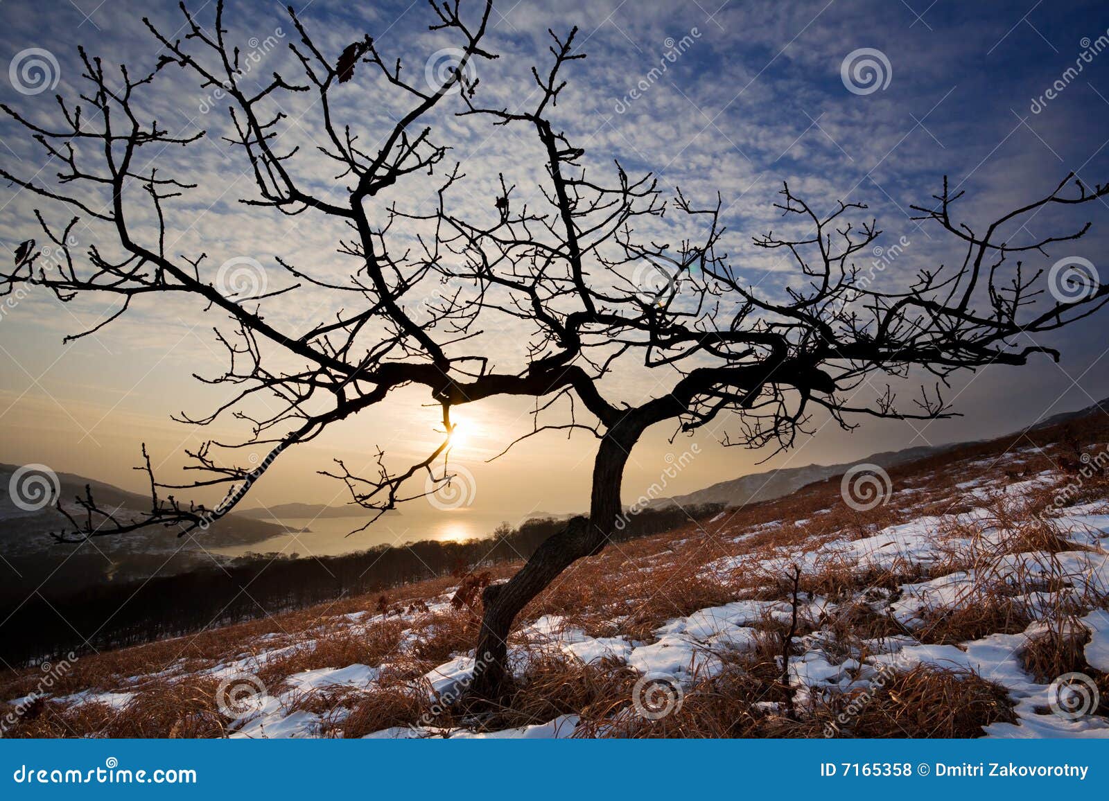 Tree from Russia 2 stock photo. Image of rocks, russia - 7165358