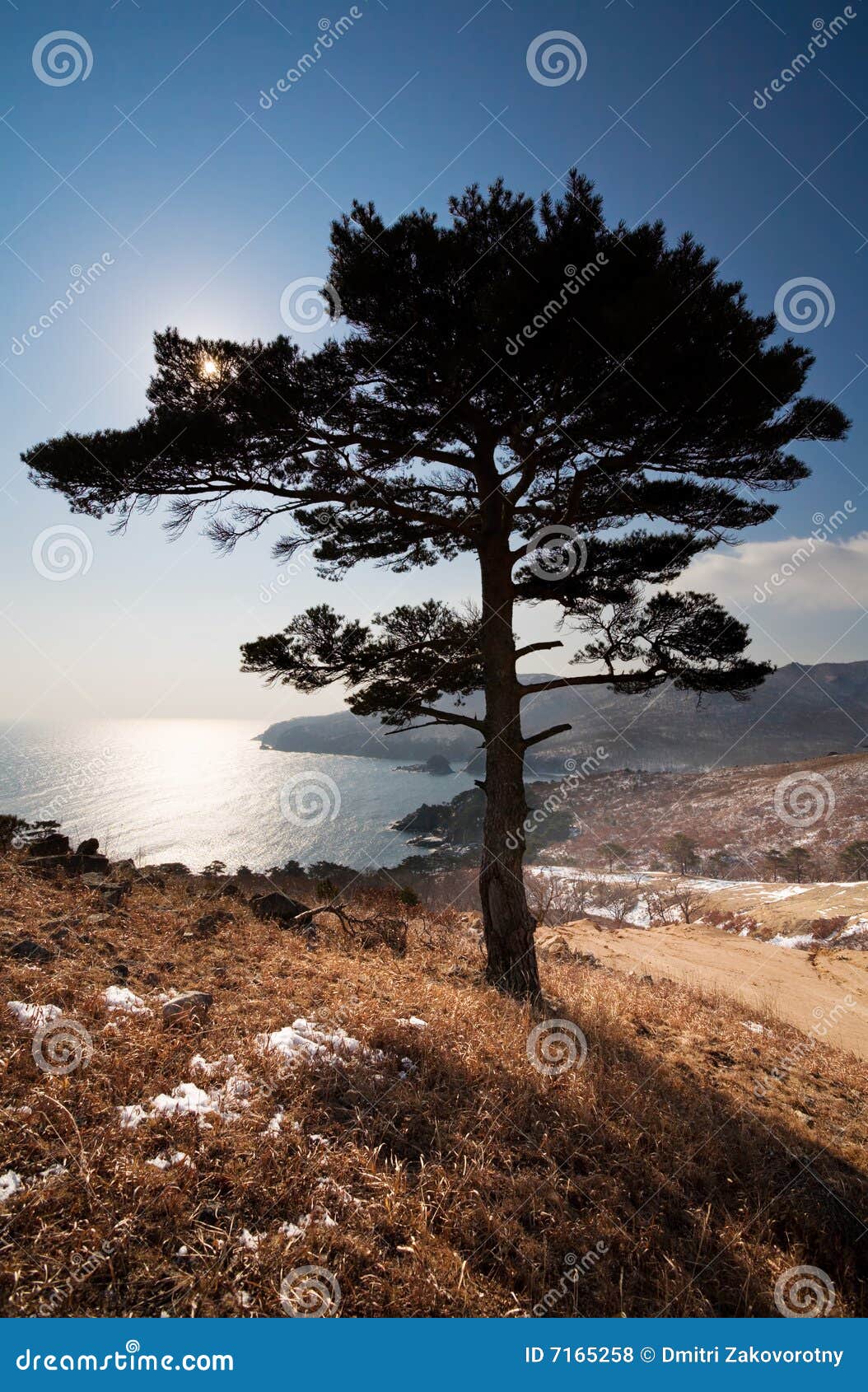 Tree from Russia stock photo. Image of russia, rocks, lake - 7165258