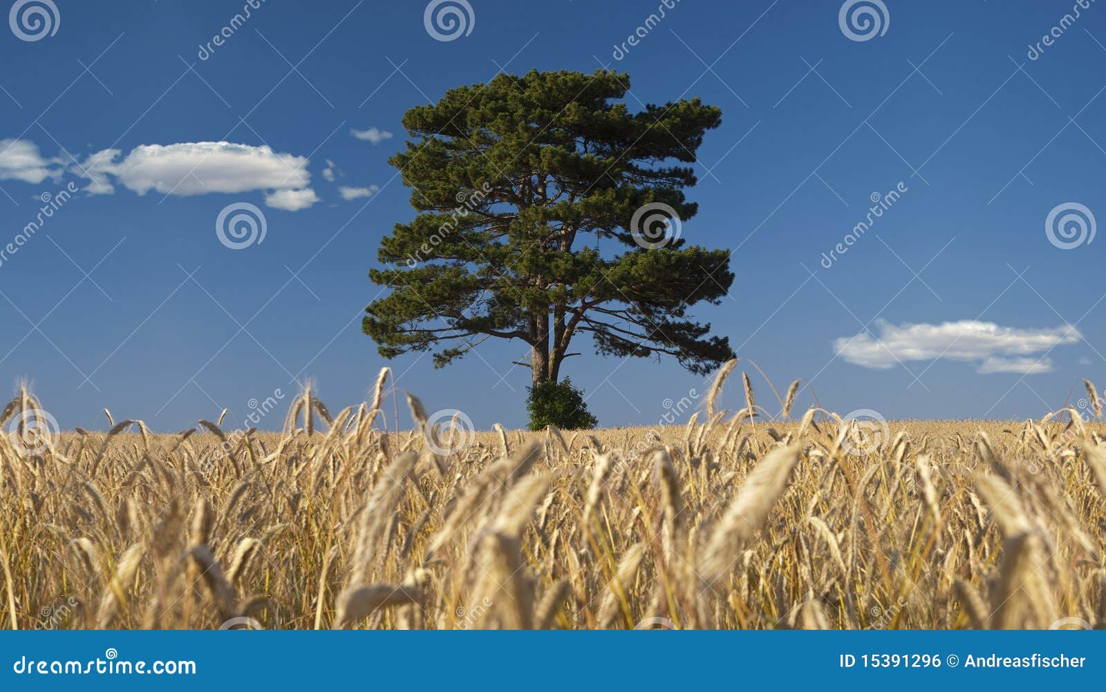 Tree in a rye field stock photo. Image of alone, field - 15391296