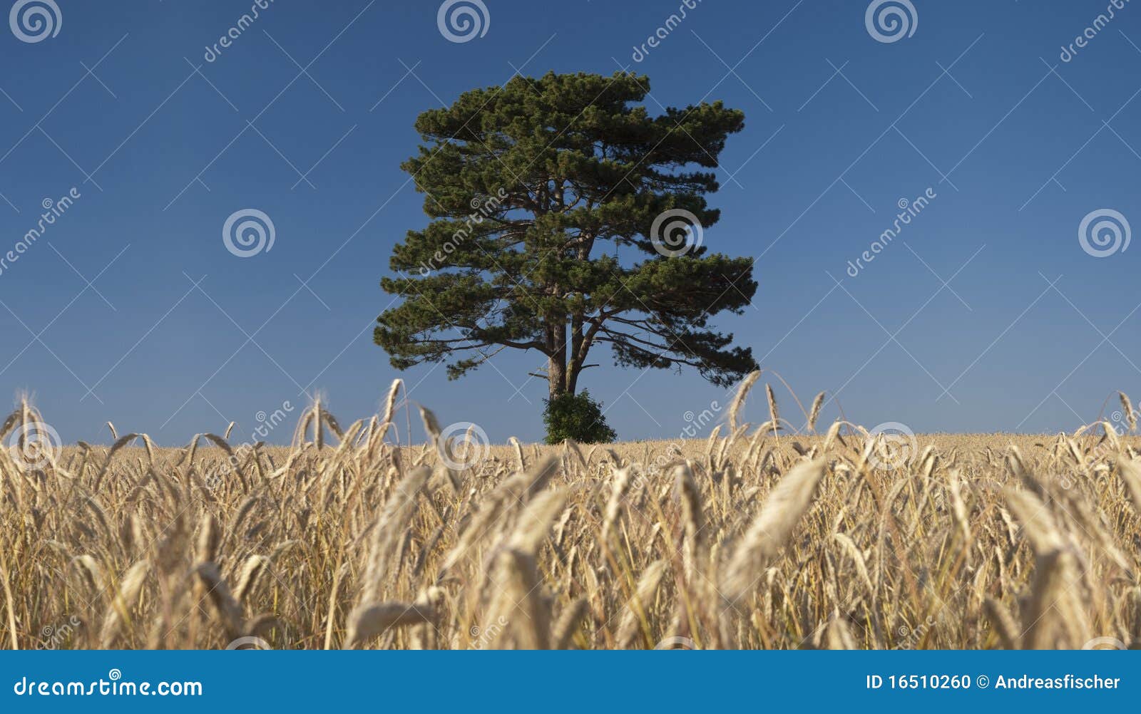 Tree in the rye field stock photo. Image of farming, tree - 16510260