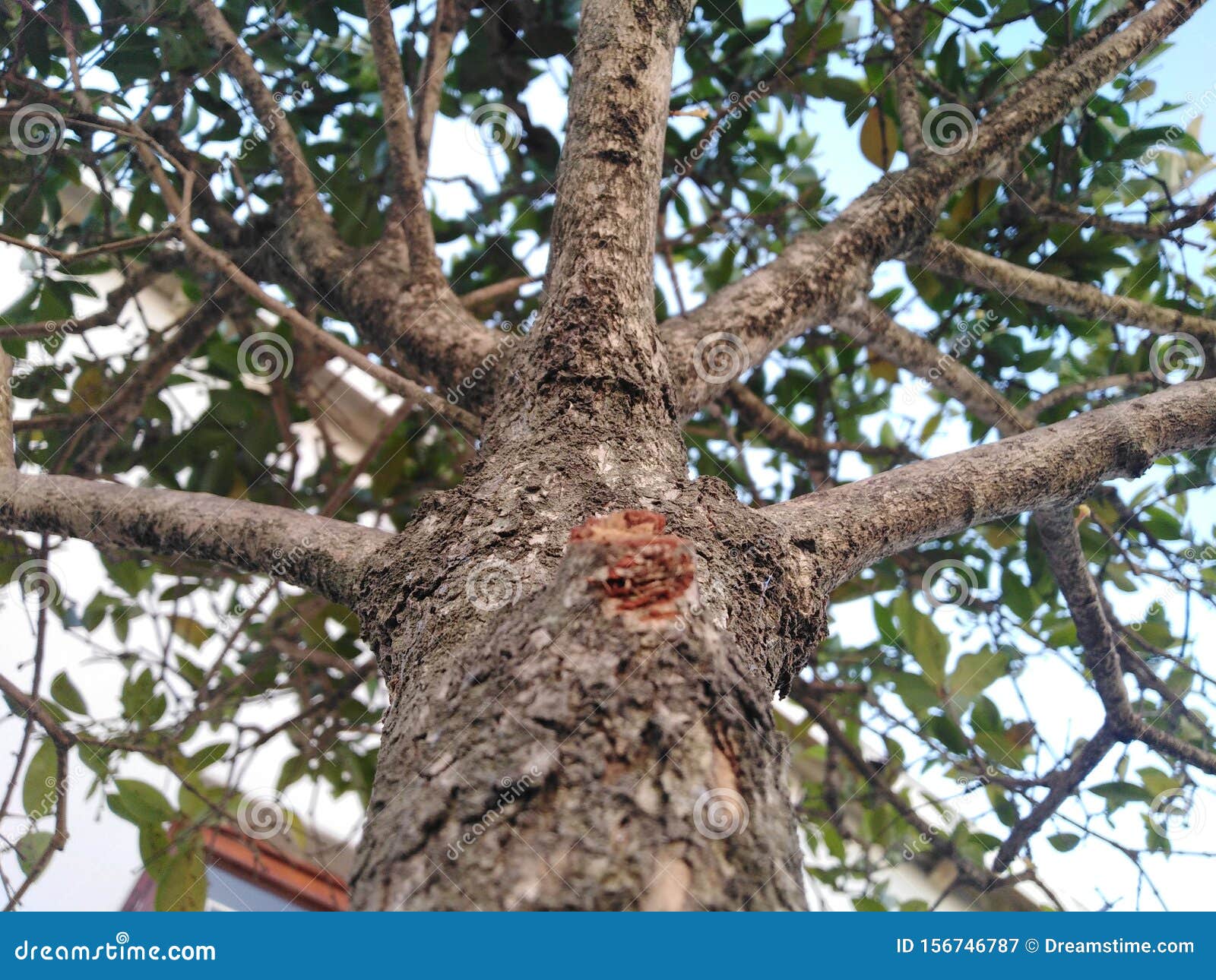 Tree& X27;s Action Healing Process Time Stock Image - Image of time ...