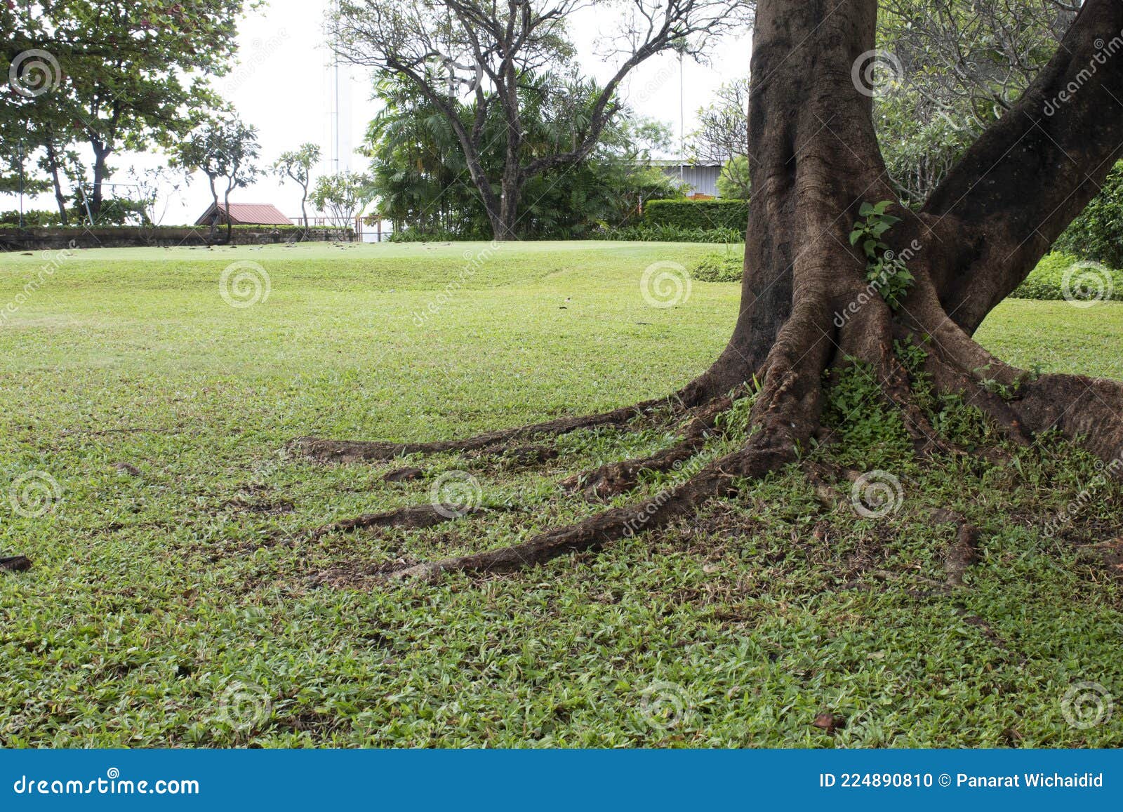 The tree`s big root stock photo. Image of roots, natural - 224890810