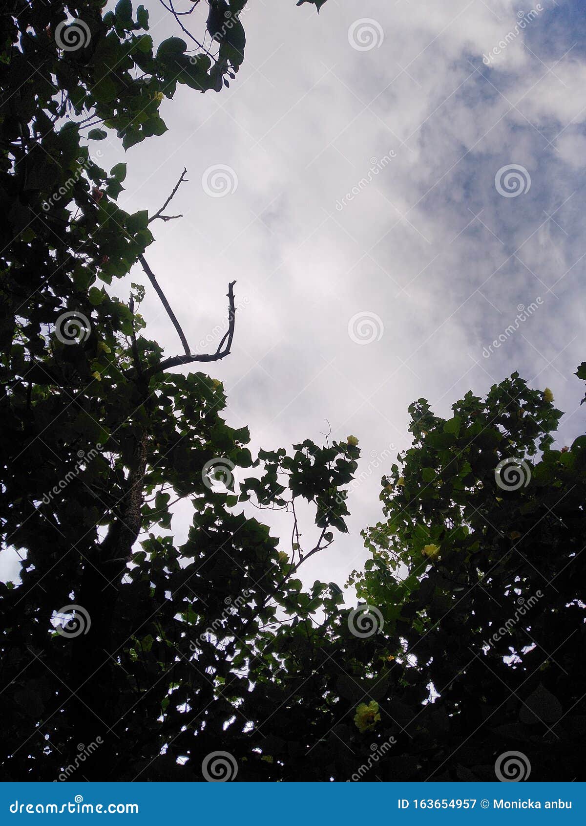The Tree& X27;s Branch and Clouds Meeting at Evening Stock Image ...
