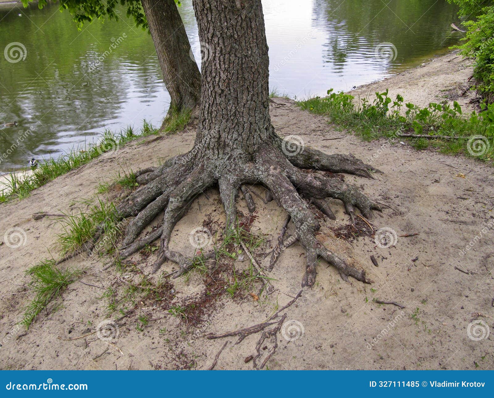Fairytale tree roots stock image. Image of fairytale - 327111485