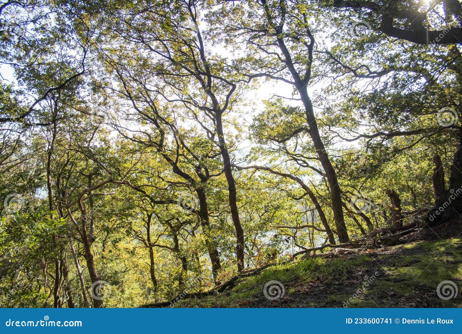 Tree s forest backlight stock image. Image of tree, plant - 233600741