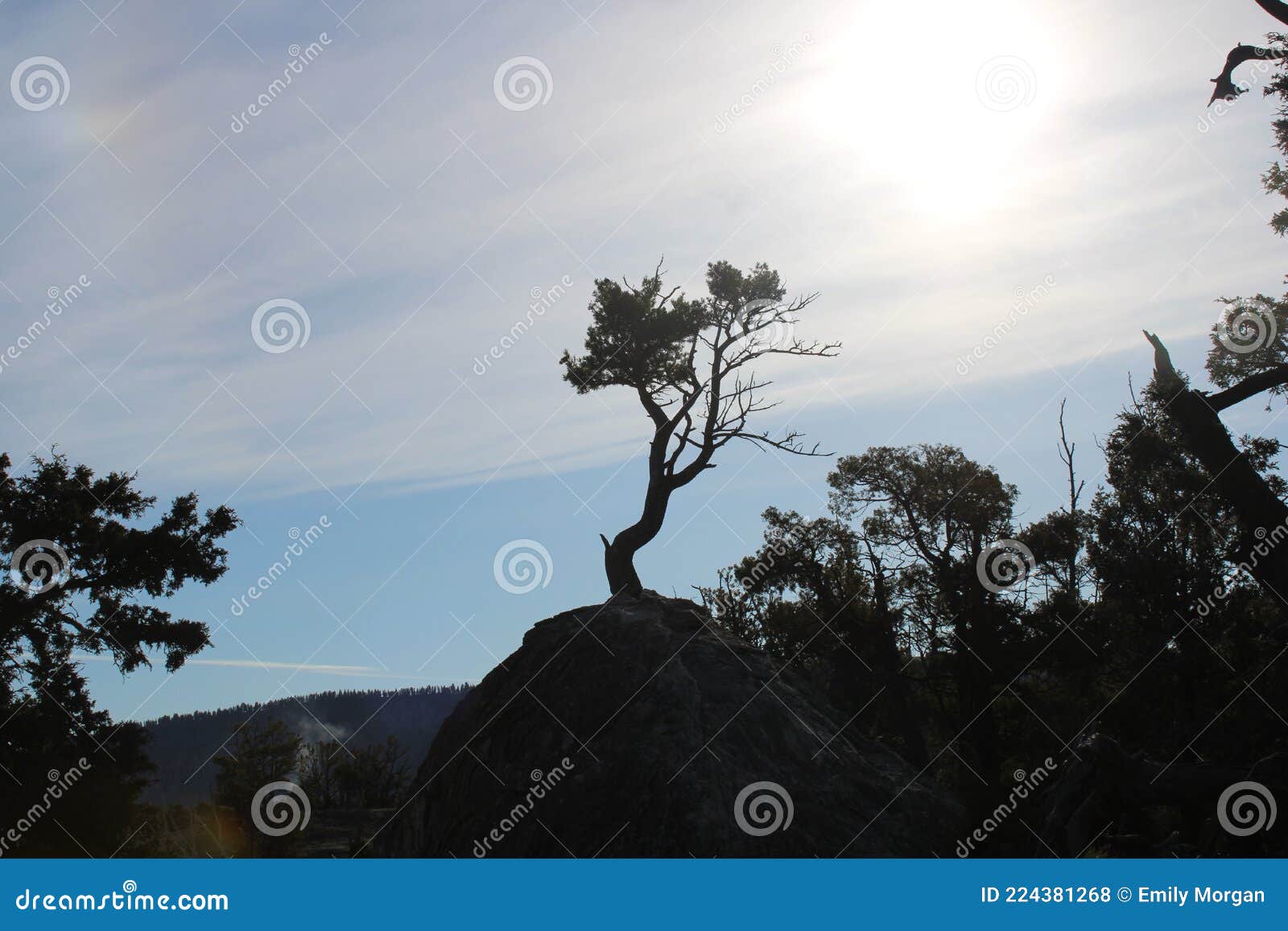 The Tree& X27;s Mountain Nirvana Stock Photo - Image of landscape ...