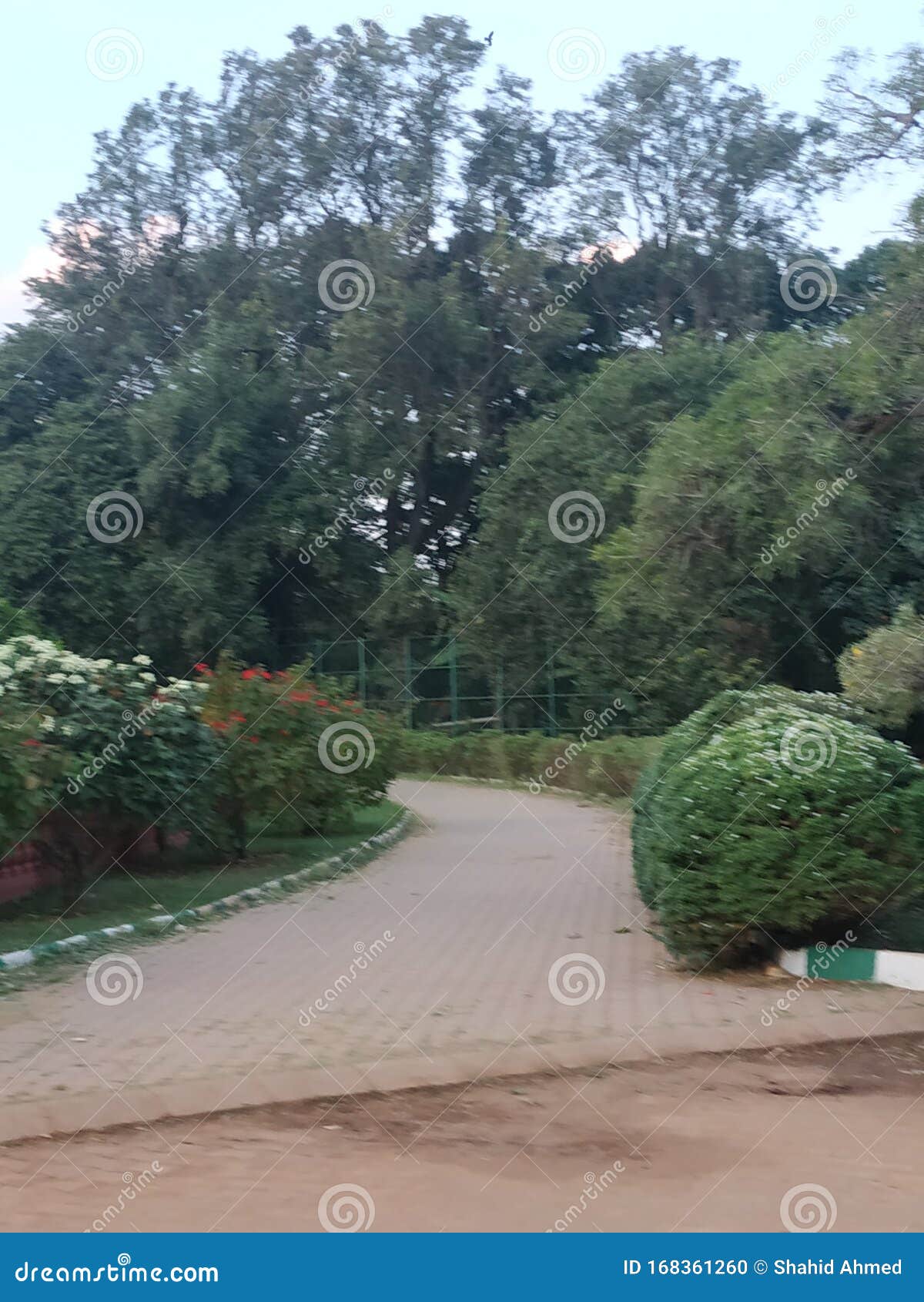 Tree S, Pathway, Plants, Greenery, Sky, Flowers Stock Photo - Image of ...