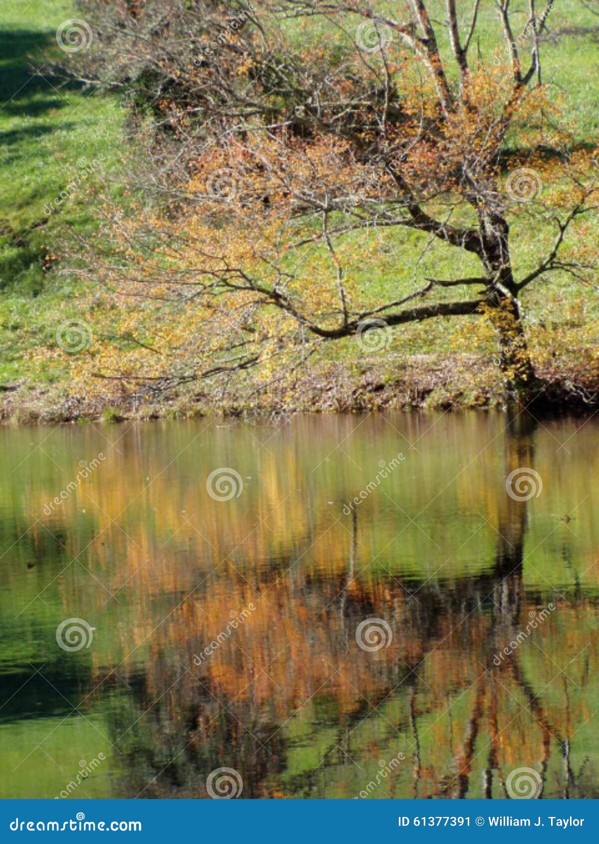 A Tree s Reflection stock image. Image of leaves, hillside - 61377391