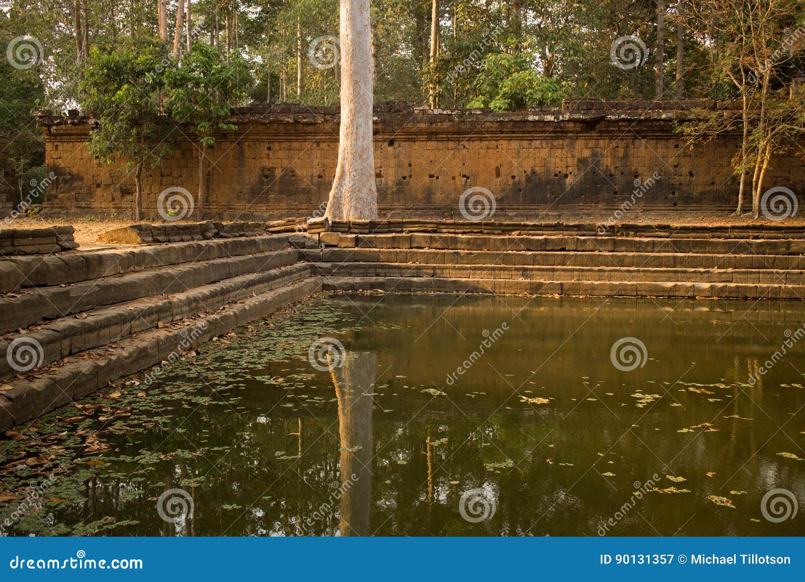 Tree`s Reflection in a Pool of Water by an Ancient Temple Wall in ...