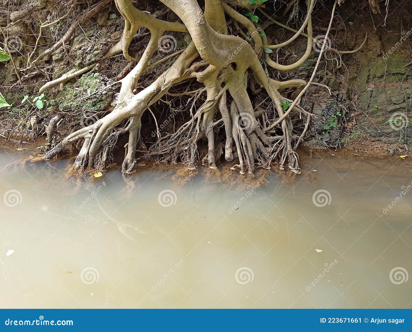 Tree s rooted s in water stock image. Image of wood - 223671661