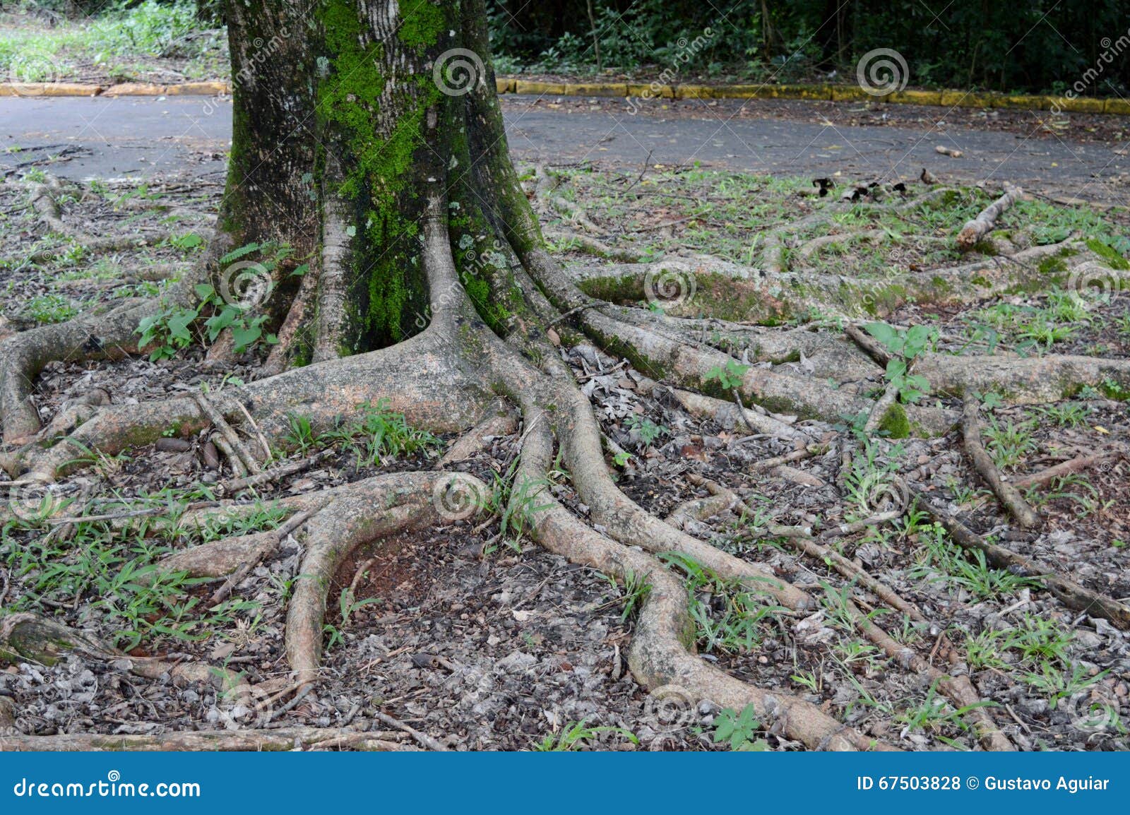 Tree s Roots stock photo. Image of surface, terrain, search - 67503828
