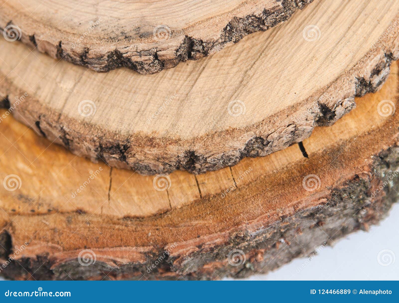 Tree`s Section on White Background. Stock Image - Image of plank ...
