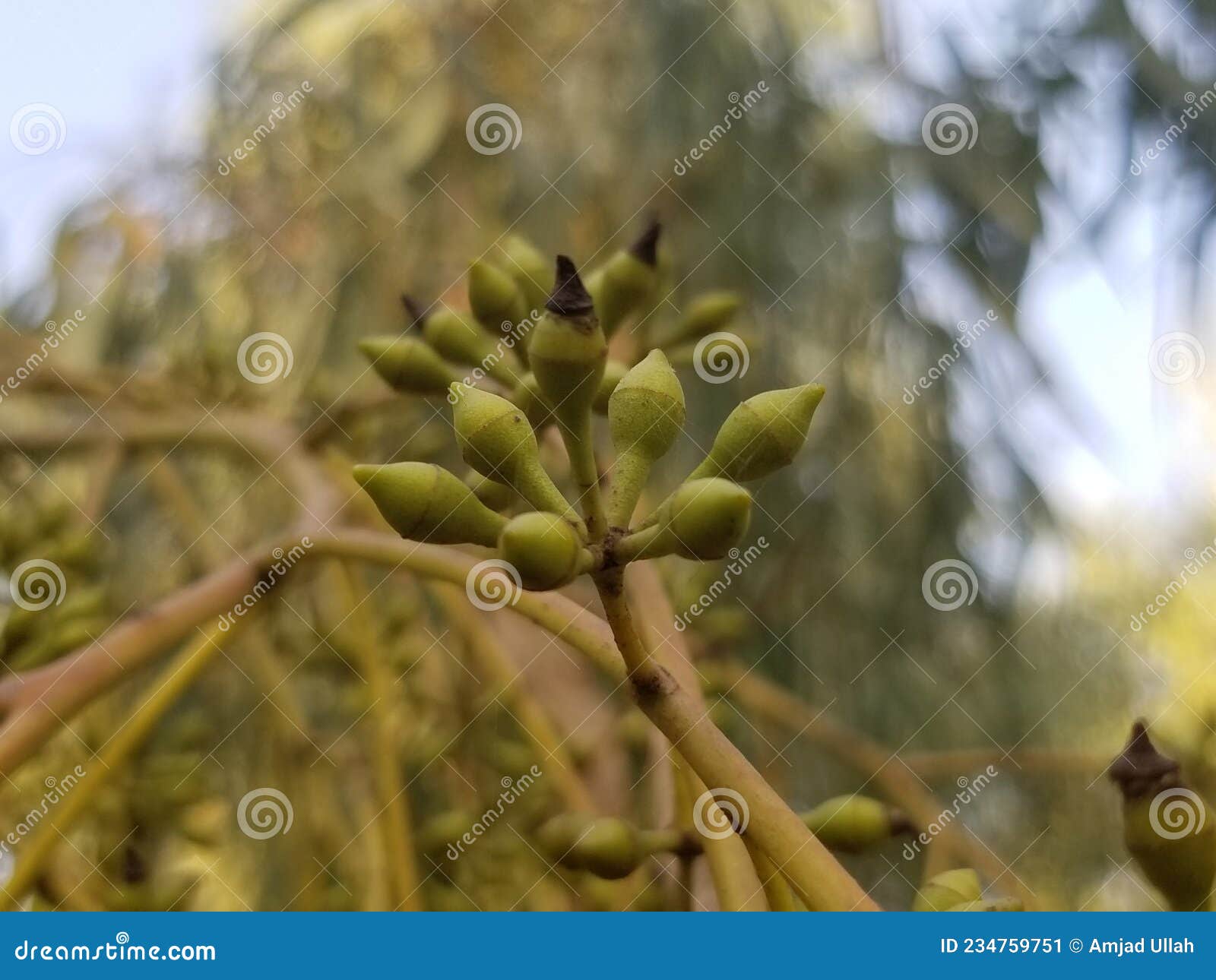 Tree& X27;s Seeds Lachi Beautiful View Stock Image - Image of seeds ...