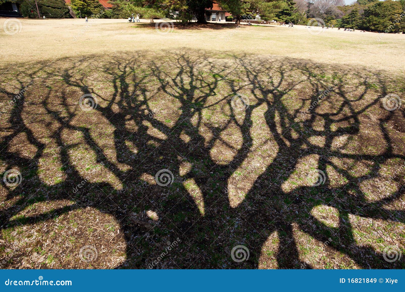 Tree`s shadow stock image. Image of grassland, cooperation - 16821849