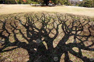 Tree`s shadow stock image. Image of grassland, cooperation - 16821849