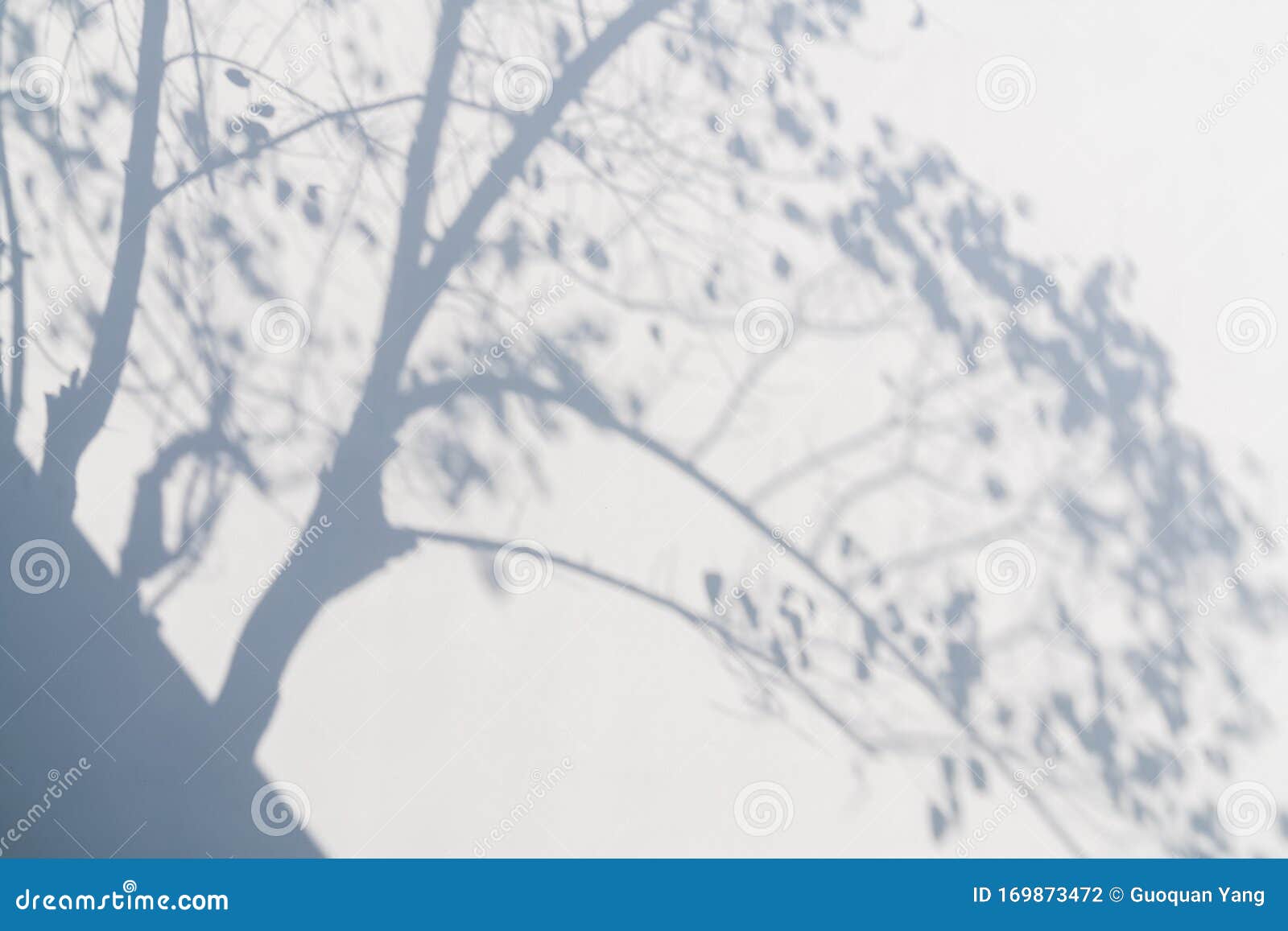 The Shadow of the Tree on the White Walls Stock Photo - Image of ...