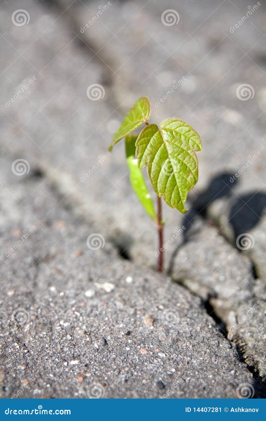Tree s sprout stock image. Image of cement, concrete - 14407281