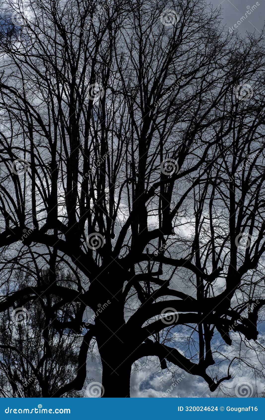 Tree s top branches stock photo. Image of pattern, natural - 320024624