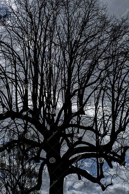 Tree s top branches stock photo. Image of pattern, natural - 320024624