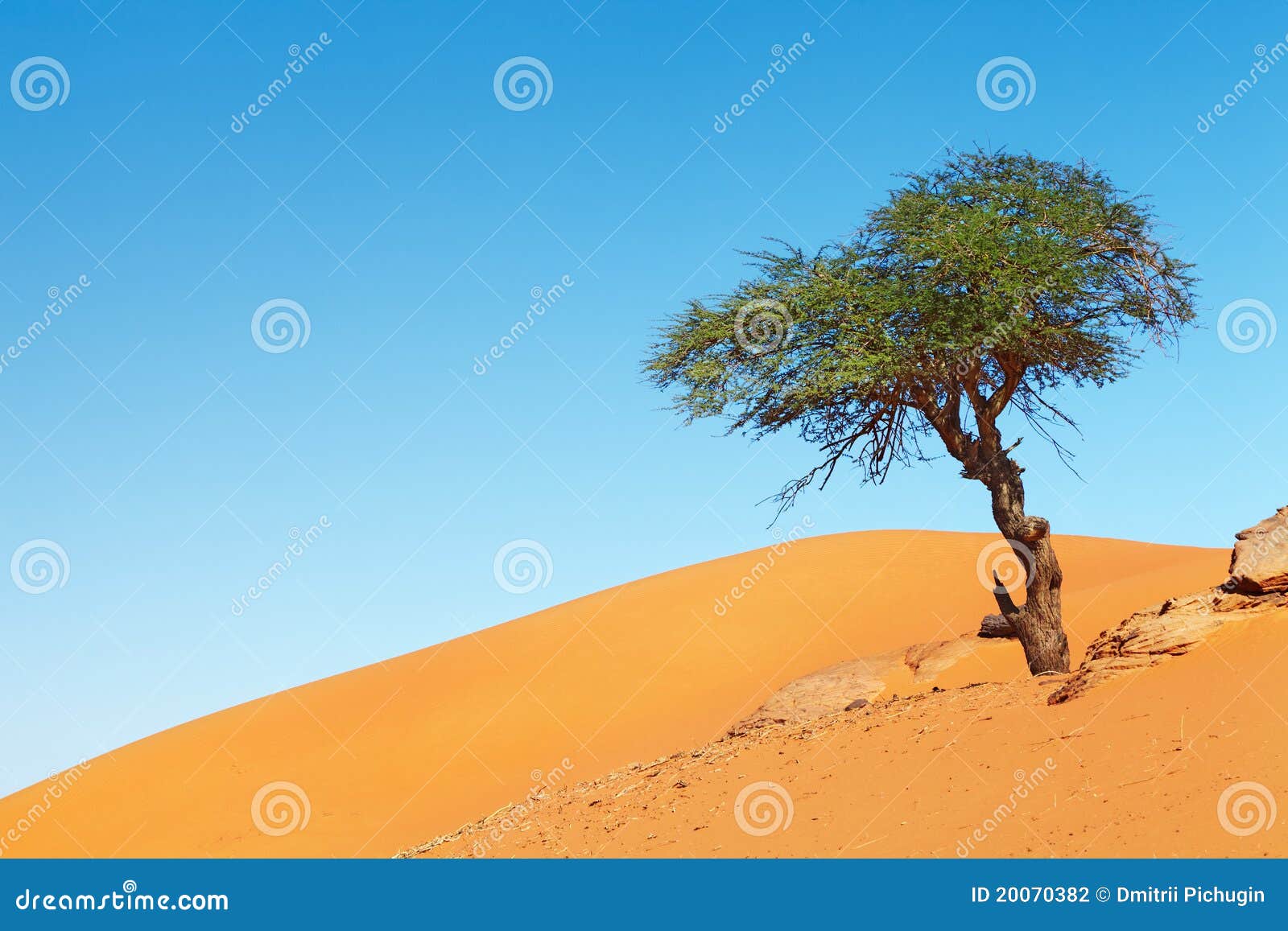 Tree in Sahara Desert stock photo. Image of barren, mountain - 20070382