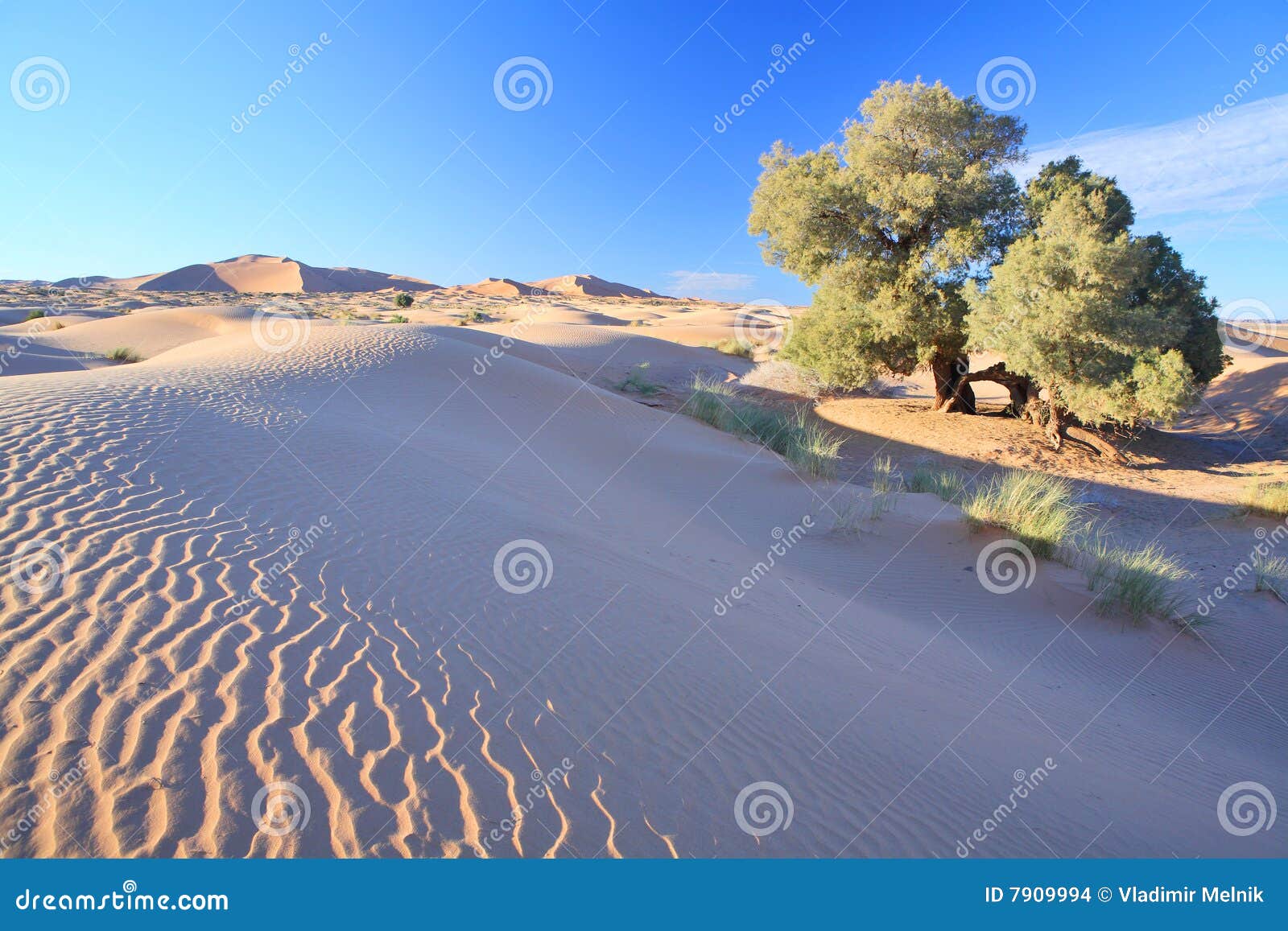 Tree in Sahara desert stock photo. Image of desert, dune - 7909994