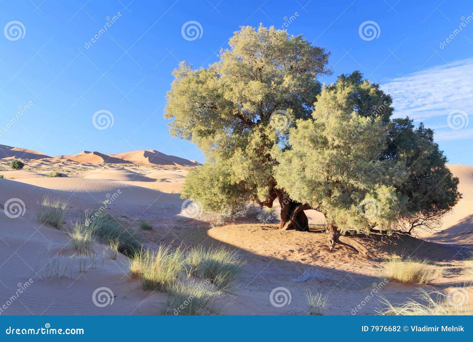 Sahara Desert Trees