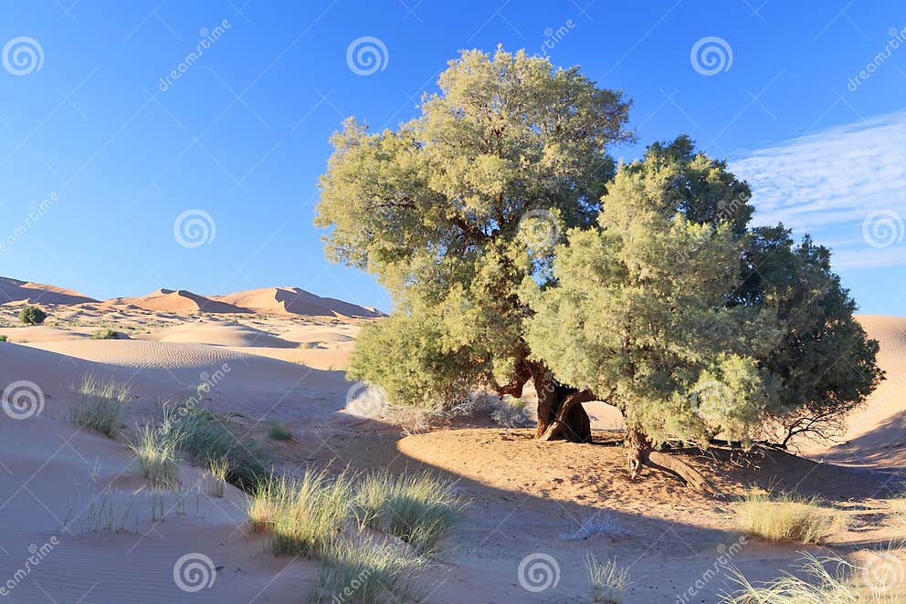 Tree in Sahara desert stock photo. Image of lonely, terrain - 7976682