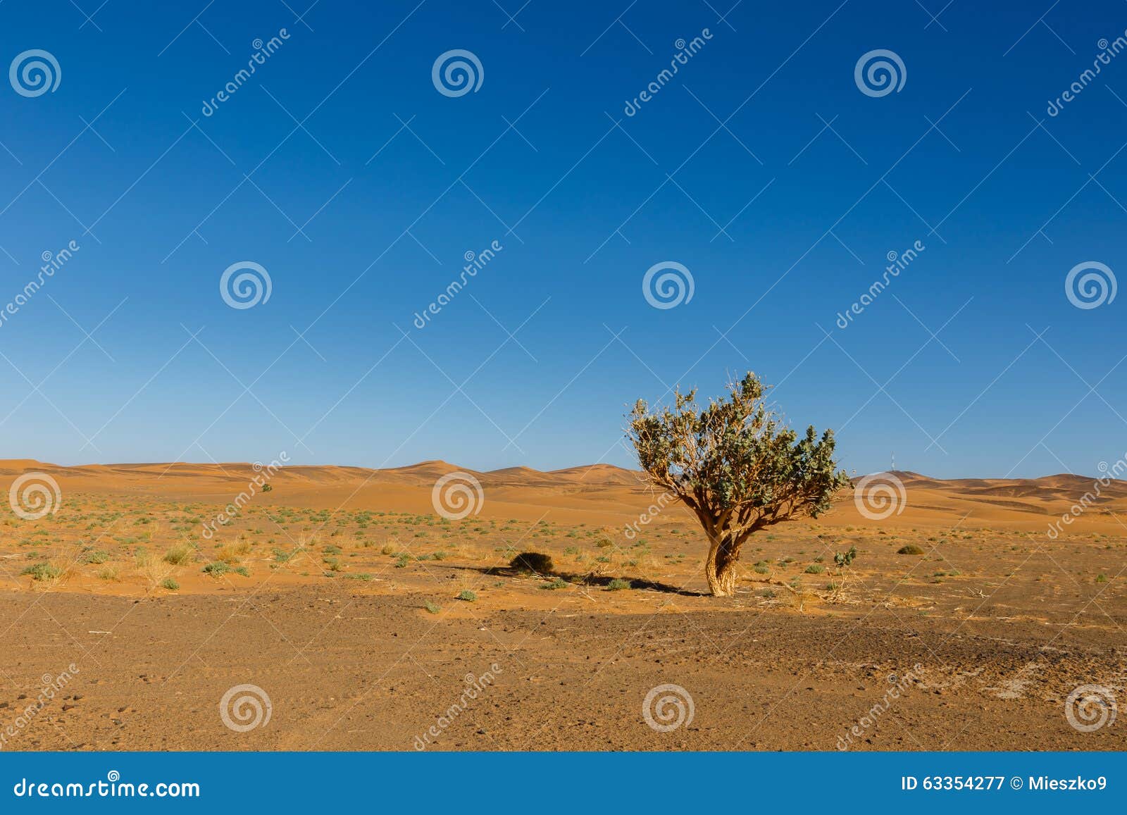 Tree in the Sahara desert stock image. Image of exotic - 63354277