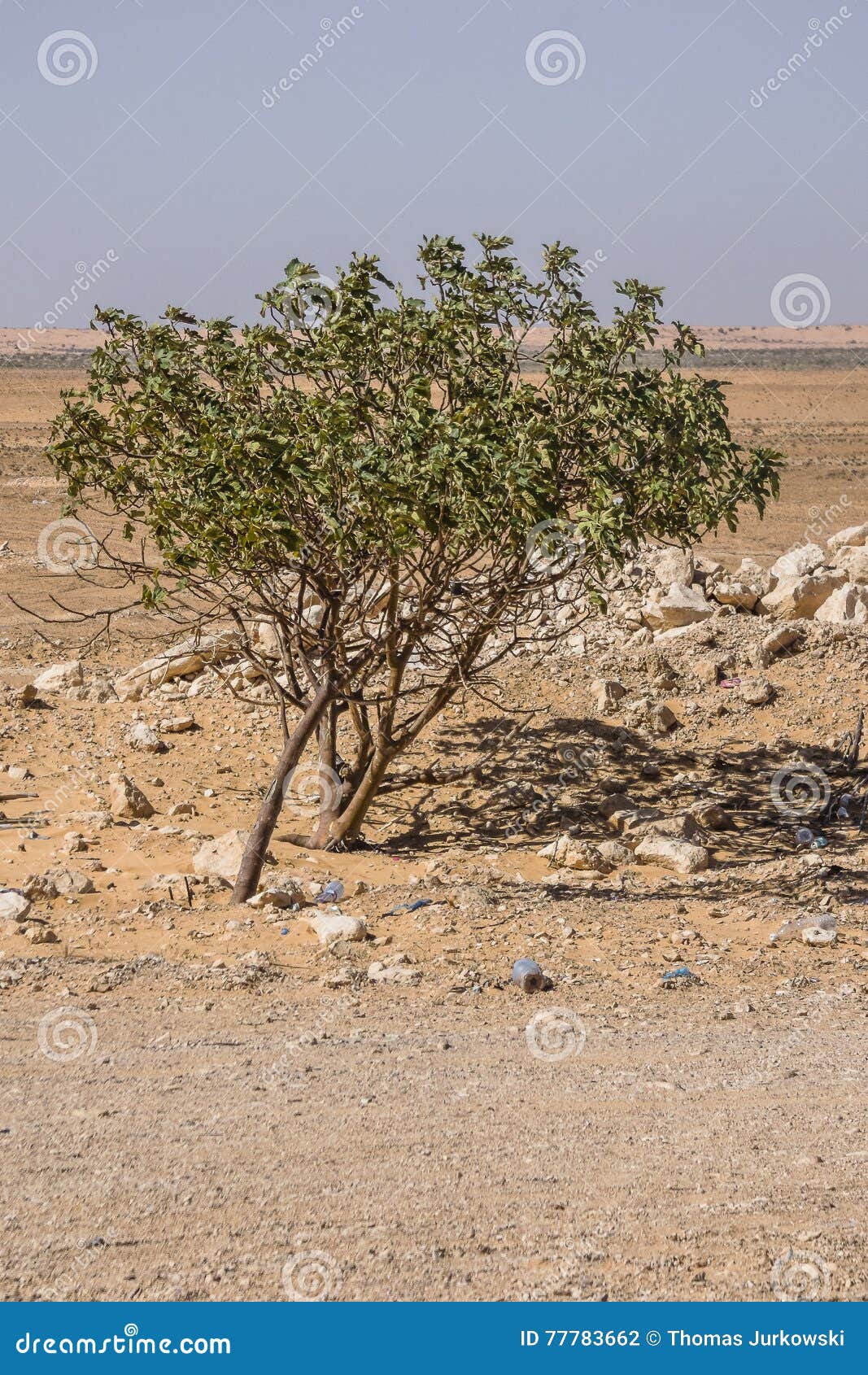 Tree in Sahara desert stock photo. Image of beautiful - 77783662