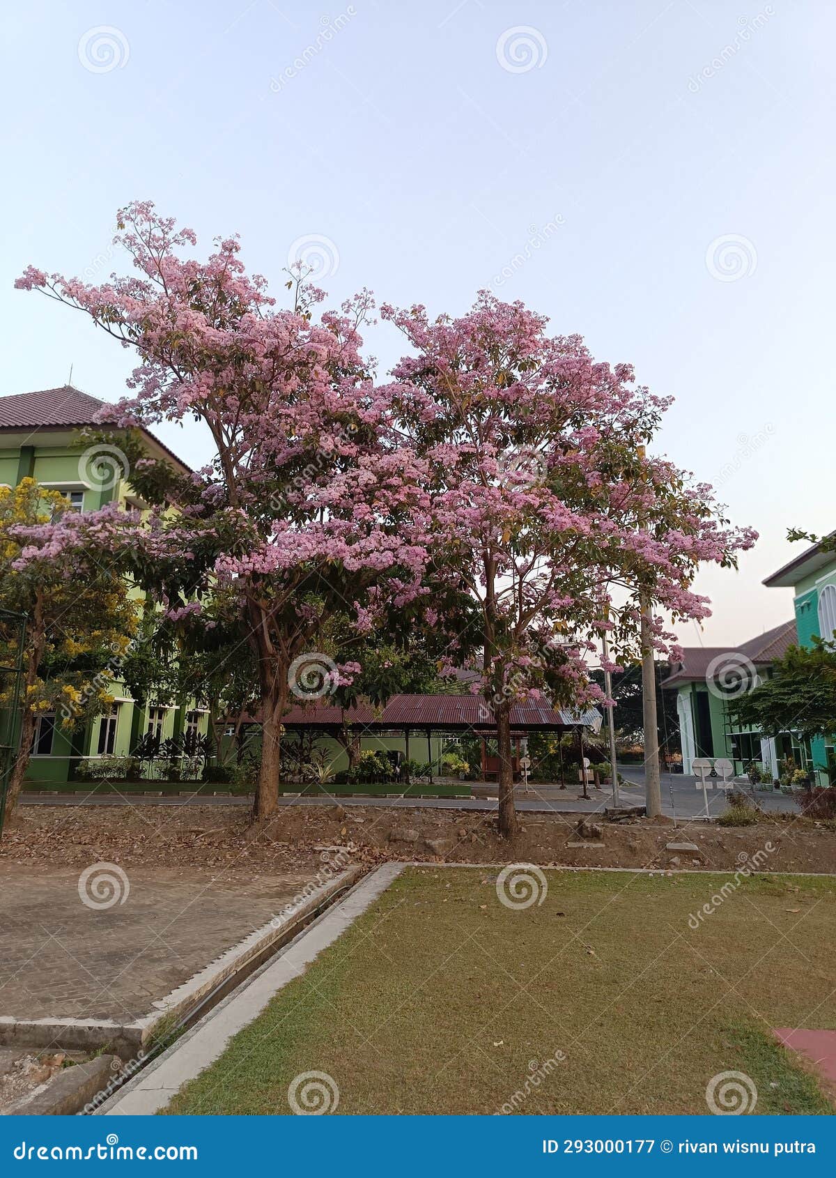 Tree Sakura Indonesia Very Beautifull Stock Image - Image of sakura ...
