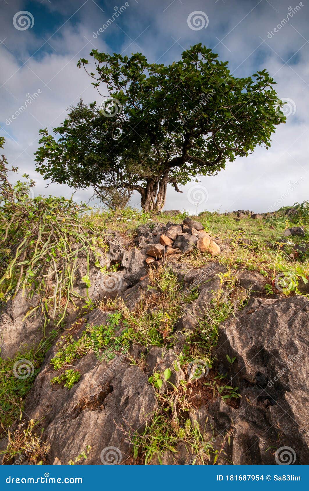 Landscape in Salalah , Oman Stock Photo - Image of dhofar, tree: 181687954