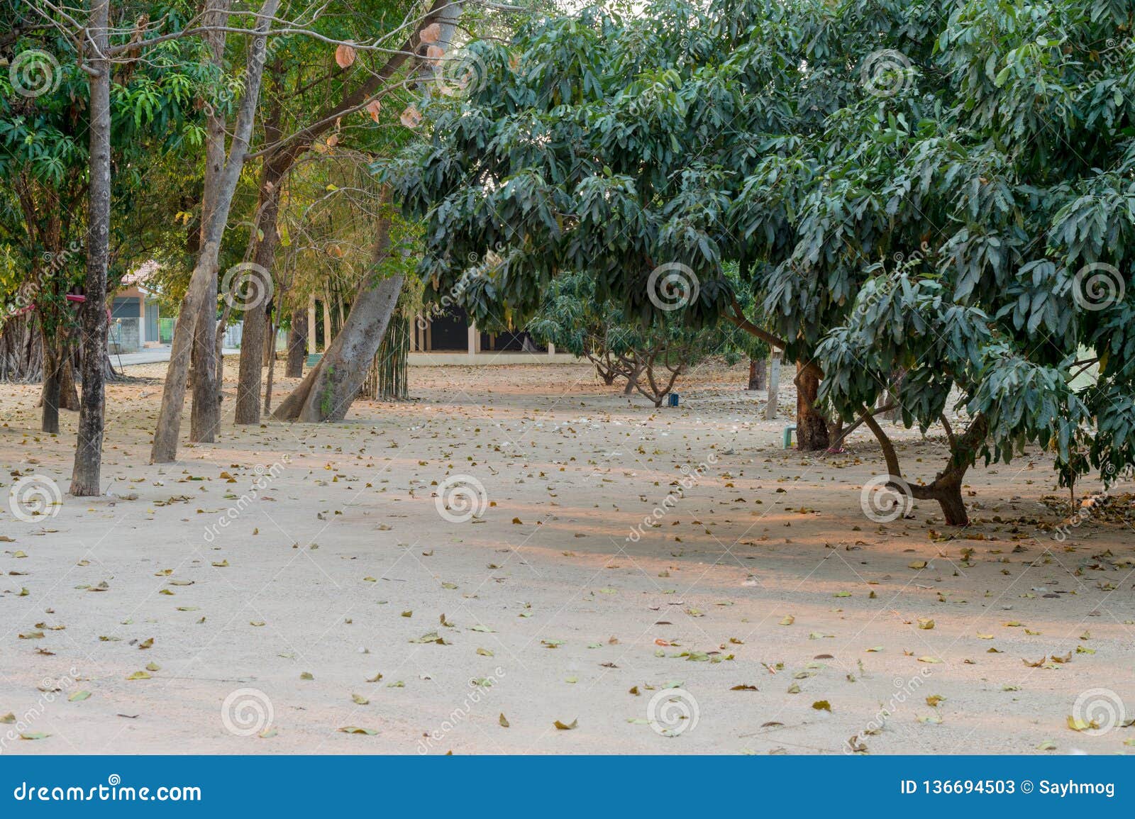 Tree and Sand Floor in the Garden Stock Image - Image of leaf ...