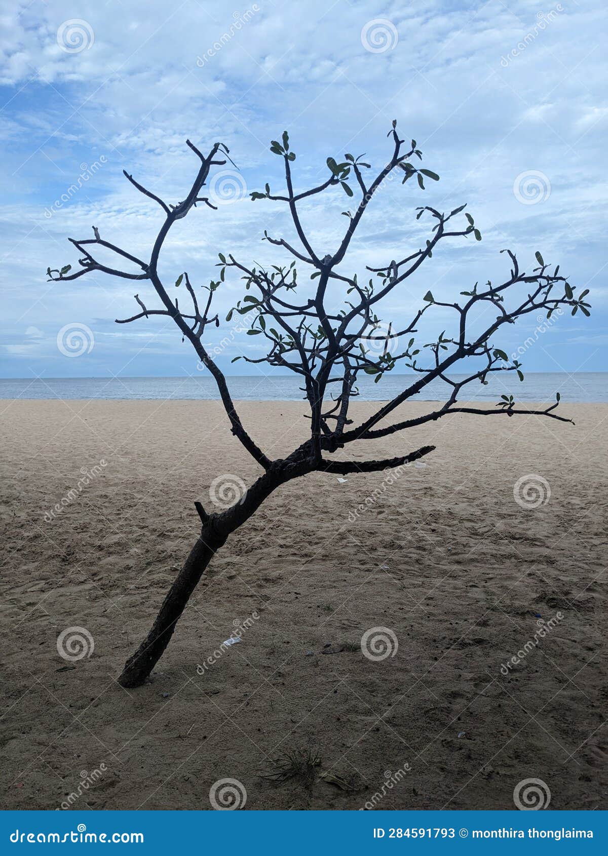The Tree on Sand and See Beach Stock Image - Image of soil, branch ...