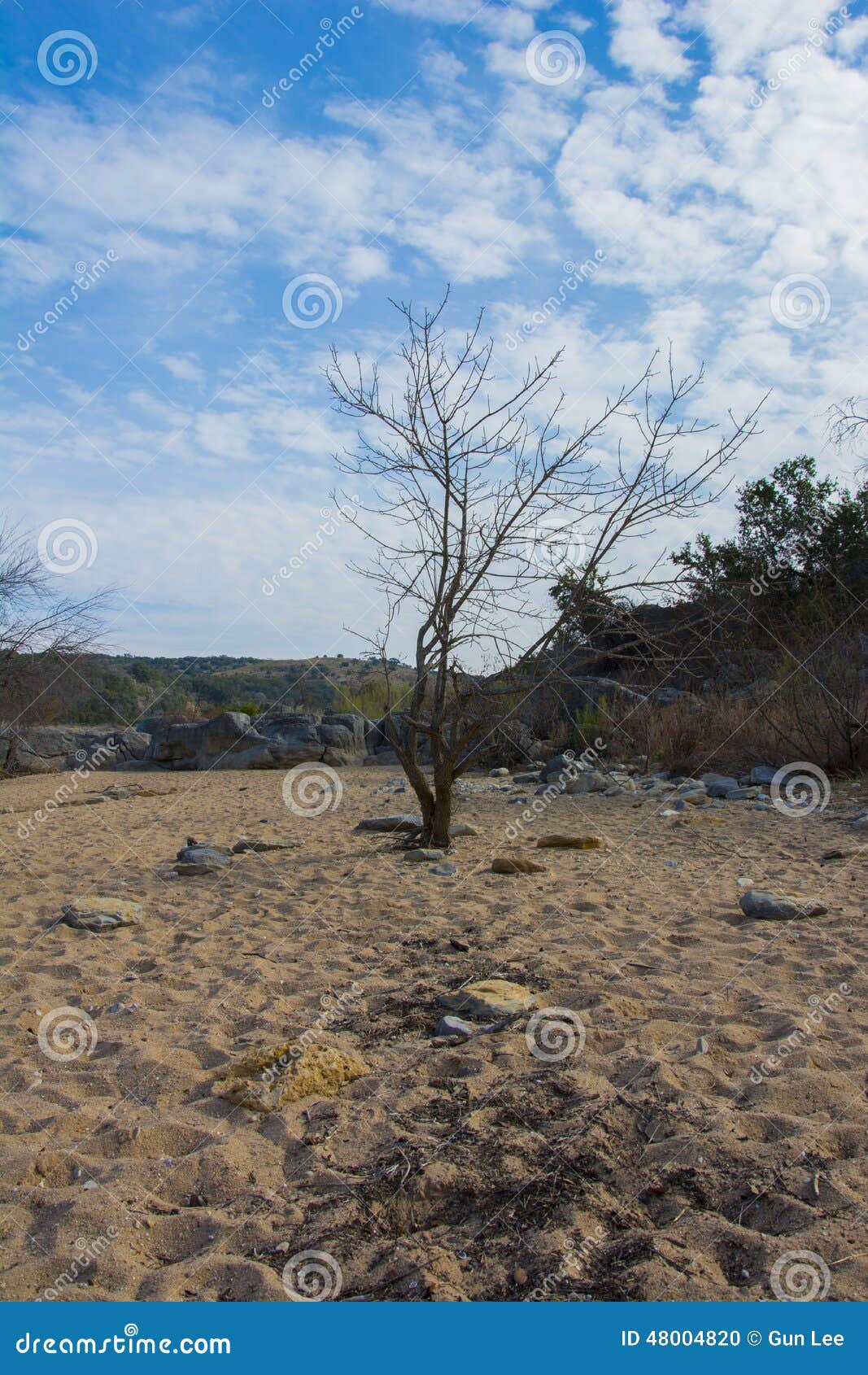 Tree in sand stock photo. Image of tree, blue, lone, strong - 48004820