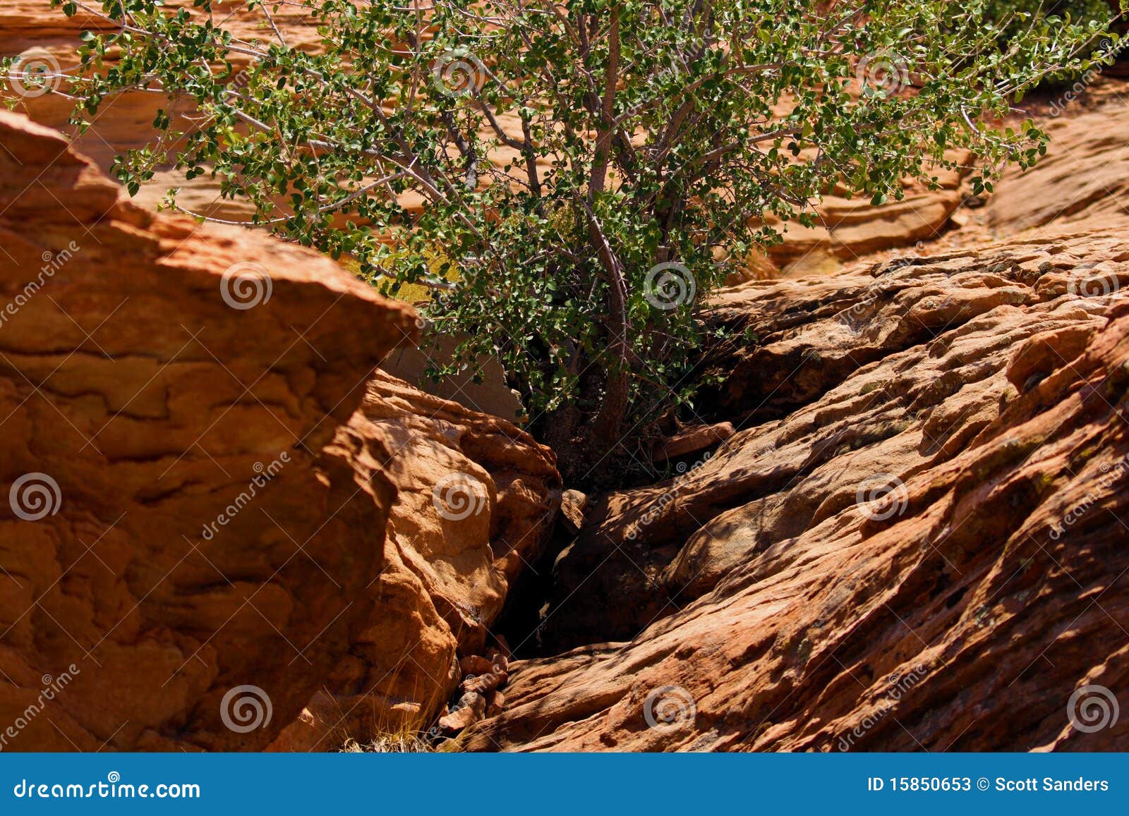 Tree among Sandstone stock image. Image of park, extreme - 15850653