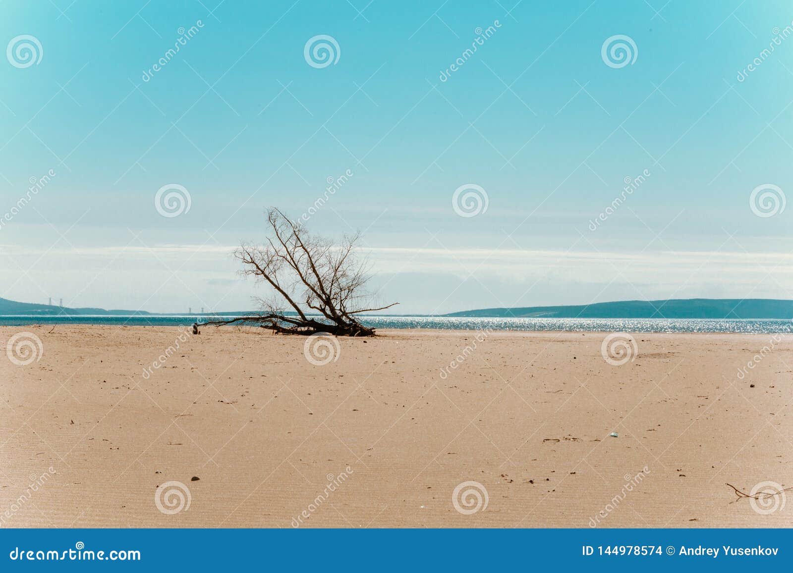Log on the Beach, Snag, Tree Stock Photo - Image of clouds, alone ...