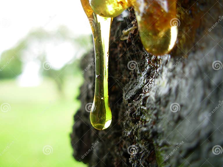 Tree sap stock image. Image of wood, amber, outdoors, sunshine - 1055939