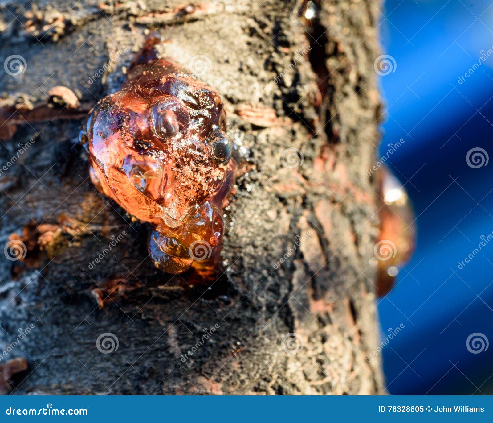 Tree Sap from a Cherry Trunk in Sunshine Stock Image - Image of summer ...