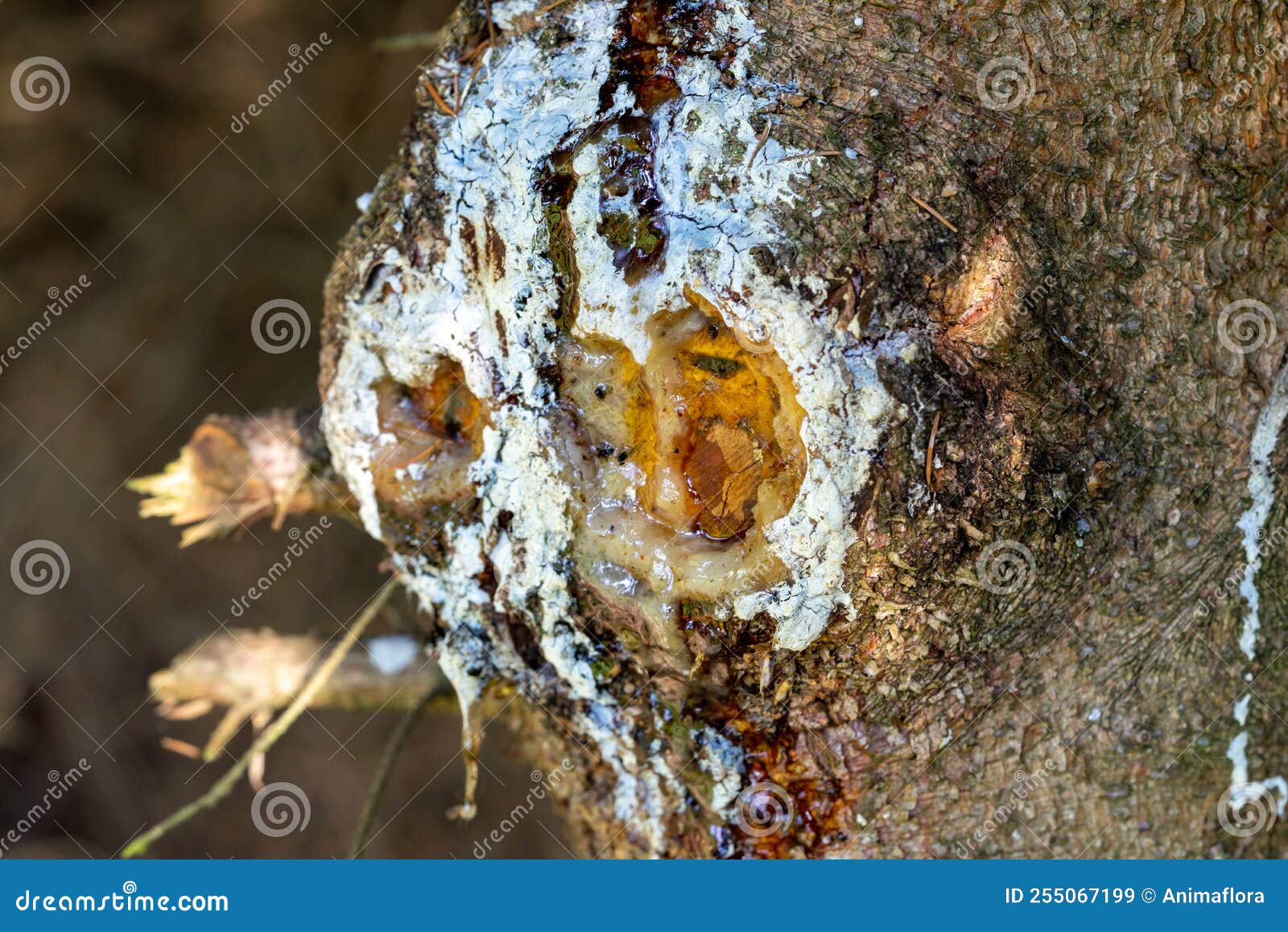 Tree sap on a conifer stock image. Image of shiny, pinaceae - 255067199
