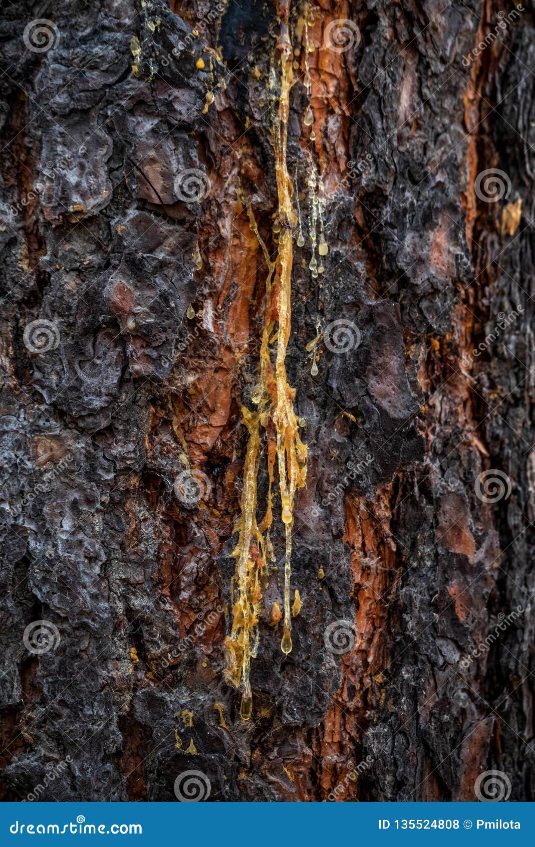 Tree Sap Flow stock photo. Image of lucent, background - 135524808