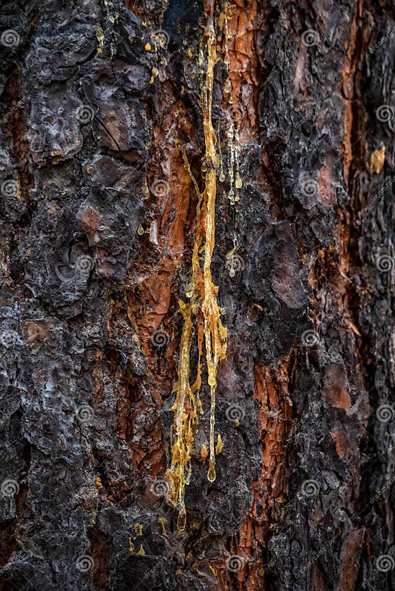 Tree Sap Flow stock photo. Image of lucent, background - 135524808
